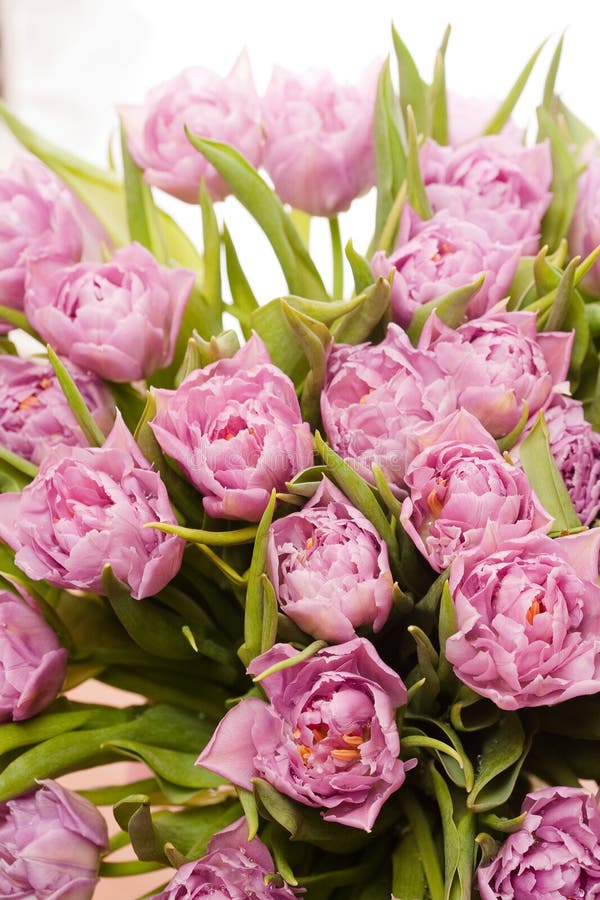 Beautiful purple tulips stock photo. Image of celebration - 32600084