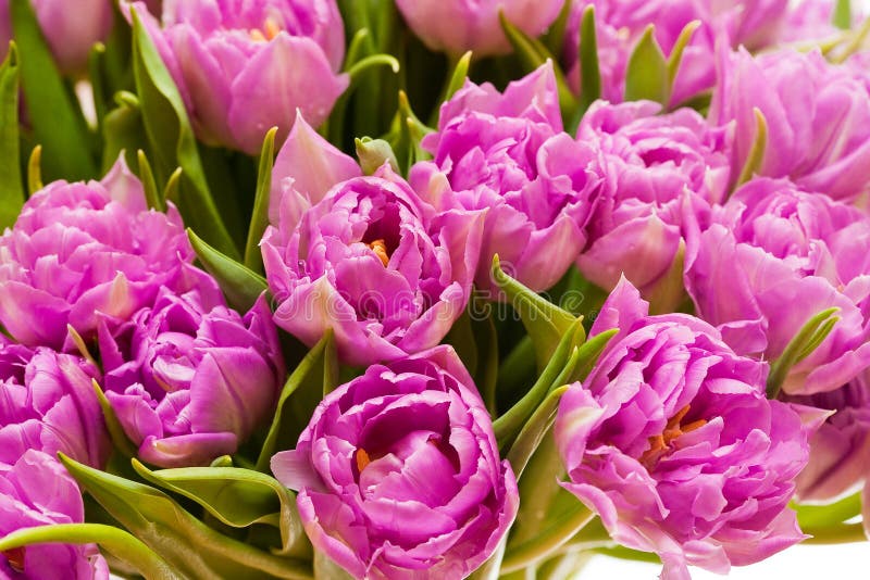 Beautiful purple tulips stock photo. Image of color, glass - 34950364