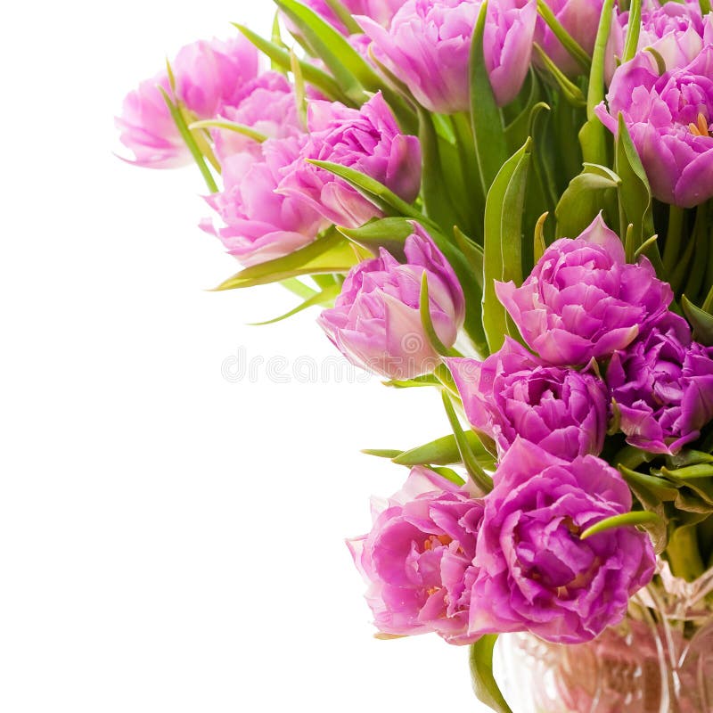 Beautiful purple tulips stock photo. Image of leaf, gift - 34950366