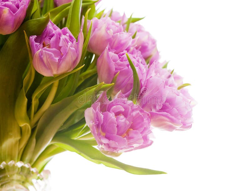 Beautiful purple tulips stock photo. Image of beautiful - 34950376