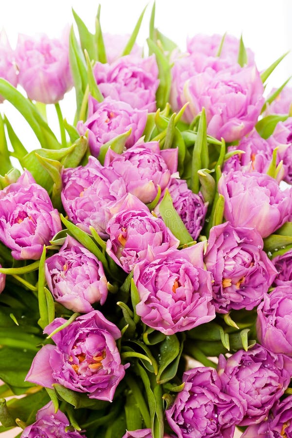 Beautiful purple tulips stock image. Image of isolated - 34950397