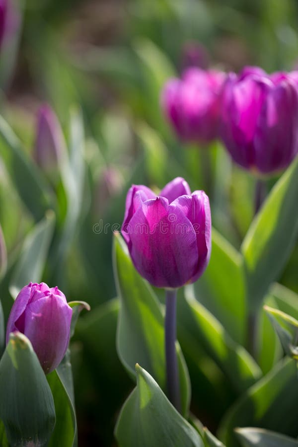 Beautiful Purple Tulips in Nature Stock Image - Image of summer, field ...