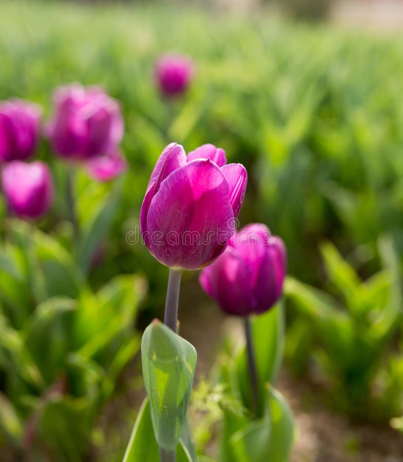 Beautiful Purple Tulips in Nature Stock Image - Image of plant, blossom ...