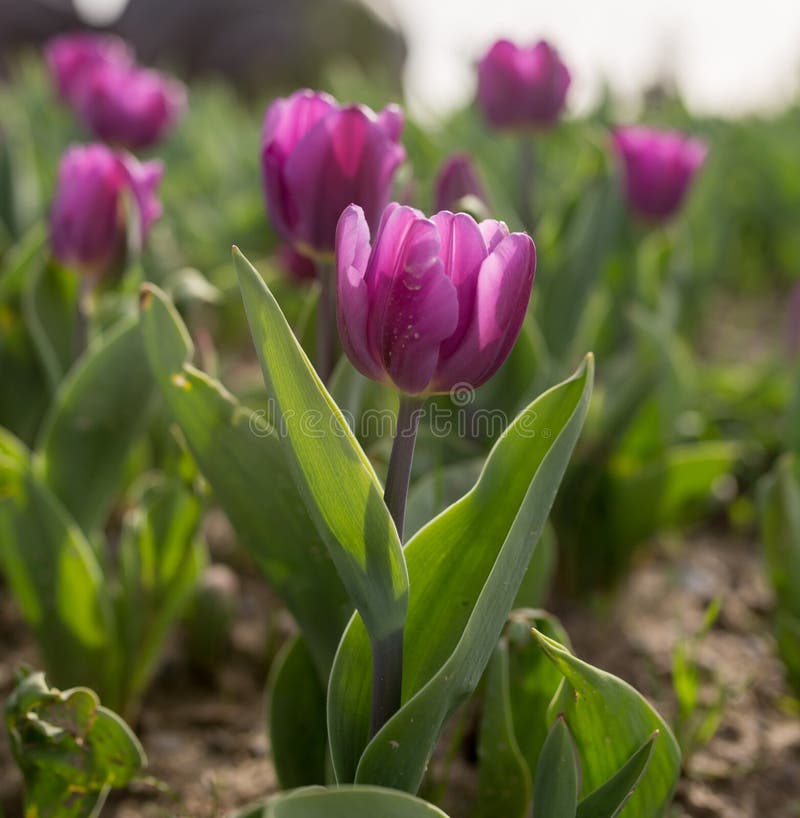 Beautiful Purple Tulips in Nature Stock Image - Image of field, garden ...