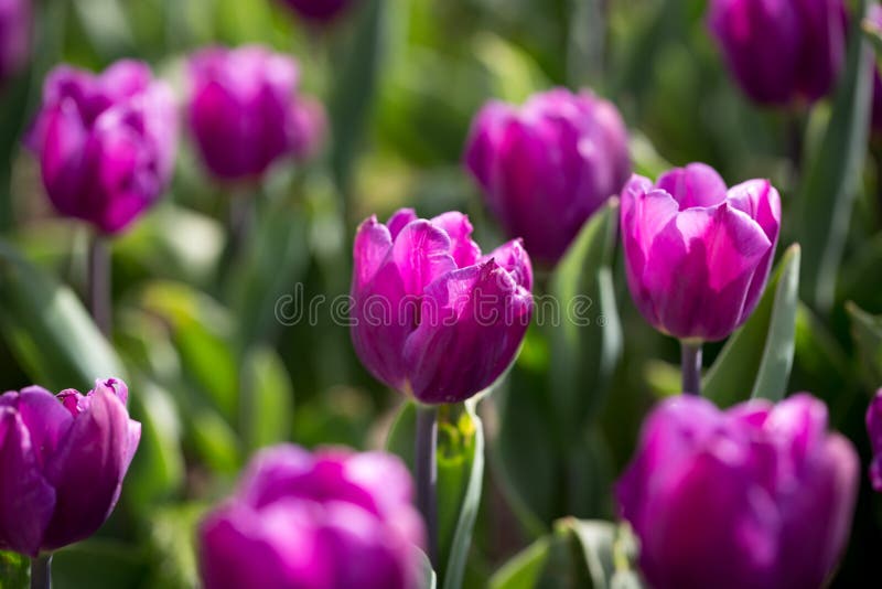 Beautiful Purple Tulips in Nature Stock Photo - Image of floral, park ...