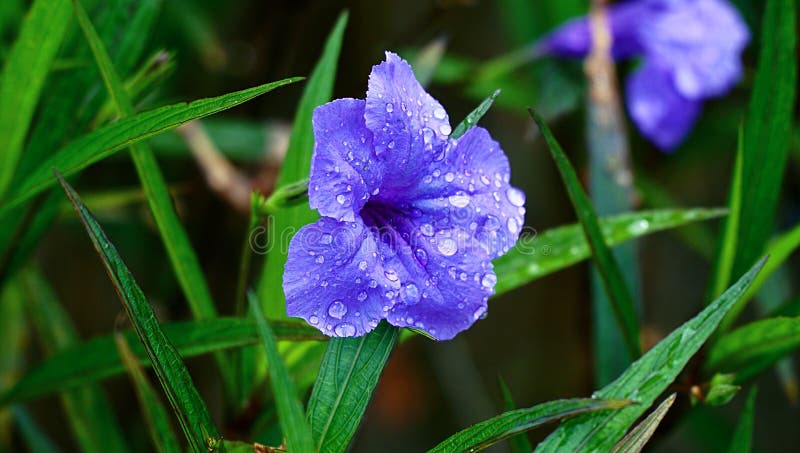 Qatar Tulip Stock Photos - Free & Royalty-Free Stock Photos from Dreamstime