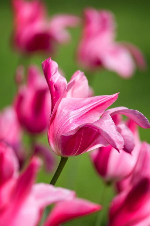 Beautiful purple tulips stock photo. Image of pattern - 72642246