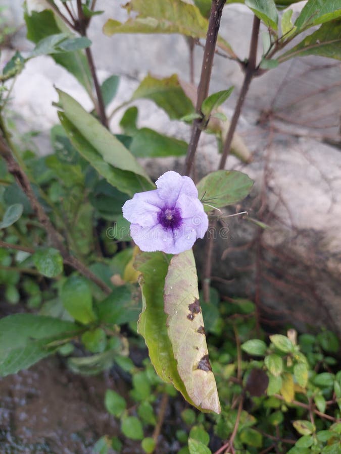 Beautiful Purple Under the Sun Stock Image - Image of petal, herb ...