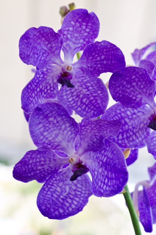 Beautiful purple vanda stock photo. Image of fresh, botany - 61467394