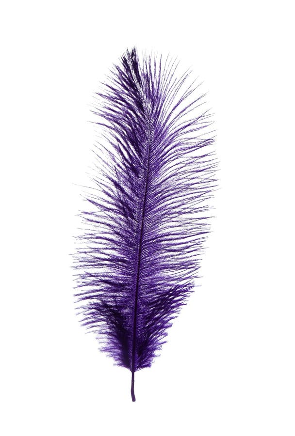 Beautiful Purple Violet Feather on White Background Stock Image - Image ...