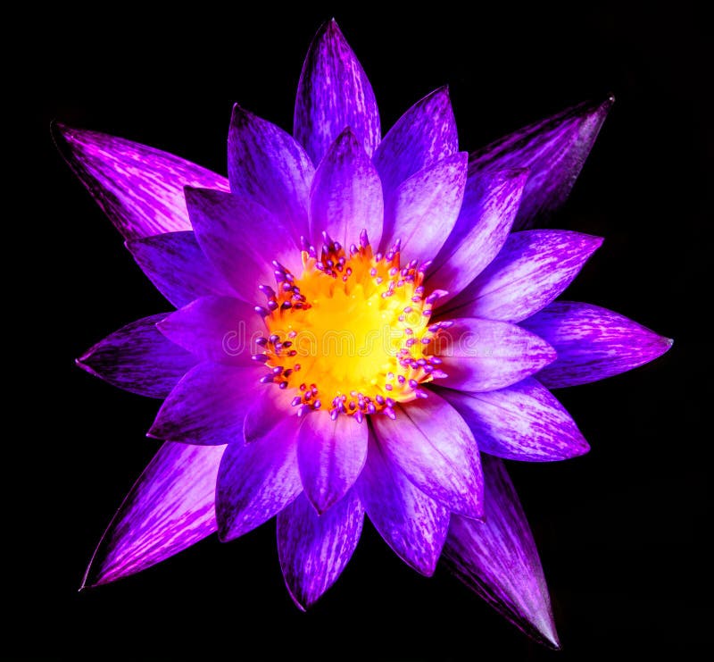 Purple lily stock vector. Illustration of pistil, abstract - 9694339