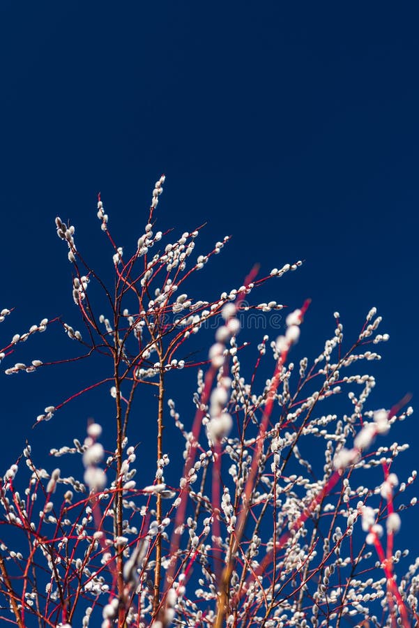 Beautiful Willow Flowering Branches with Fluffy Catkins and Blue Sky ...