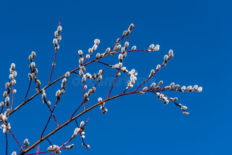 Beautiful Willow Flowering Branches with Fluffy Catkins and Blue Sky ...