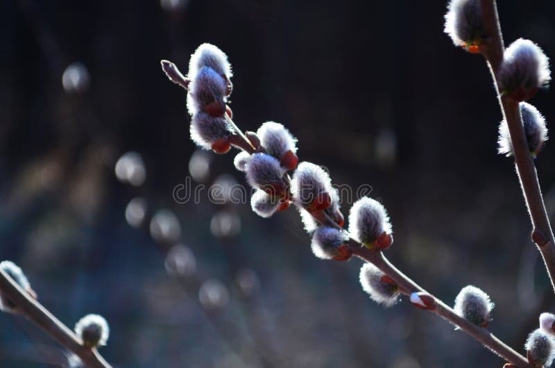Beautiful Willow Flowers Branches Close Up. Soft Floral Spring Frame ...