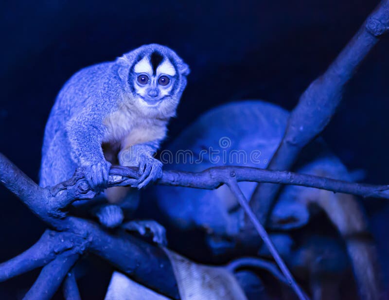 Beautiful Pygmy Marmoset or Dwarf Monkey Stock Photo - Image of ...