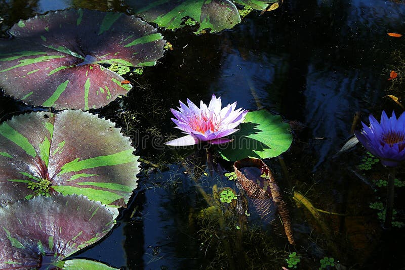 Pygmy water-lily on pond stock image. Image of reflection - 211132527