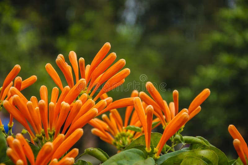 The Beautiful Pyrostegia Venusta Flower in Spring Stock Photo - Image ...