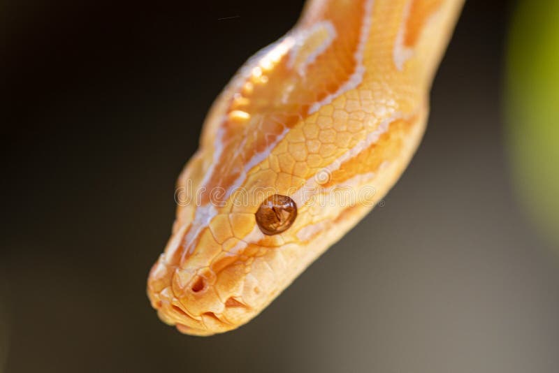 Beautiful Python Molurus Albina on Tree Branch Stock Image - Image of ...