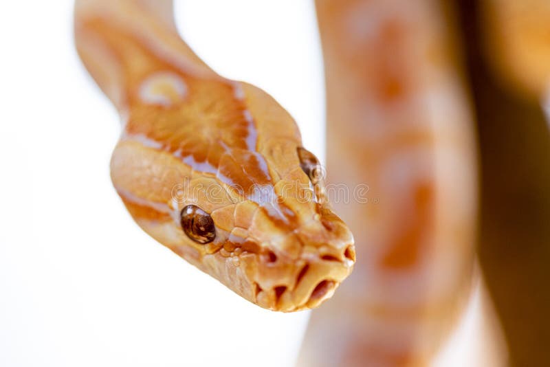Beautiful Python Molurus Albina on Tree Branch Stock Image - Image of ...