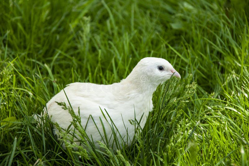 Beautiful Quail Bird on Green Grass Stock Photo - Image of natural ...