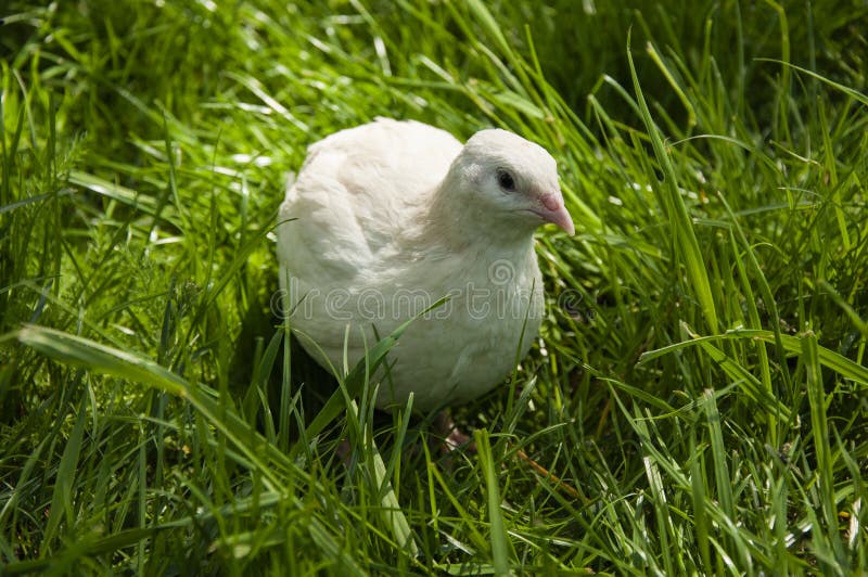 Beautiful Quail Bird on Green Grass Stock Photo - Image of fauna, farm ...