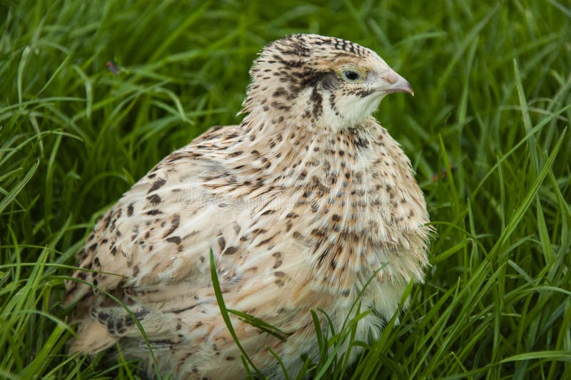 Beautiful Quail Bird on Green Grass Stock Image - Image of feather ...