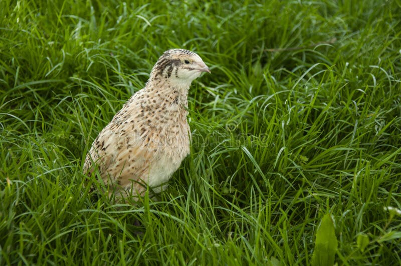 Beautiful Quail Bird on Green Grass Stock Image - Image of beautiful ...