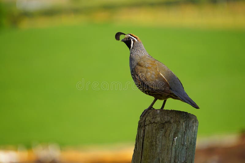 Beautiful quail in Canada stock photo. Image of feather - 140278618