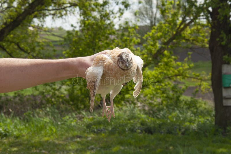Beautiful Quail in a Human Hand on Summer Nature Stock Photo - Image of ...