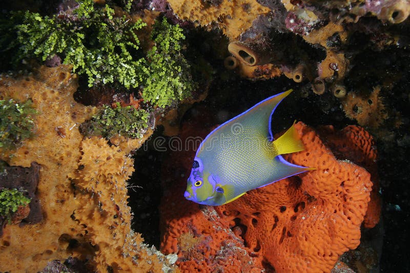 A Beautiful Queen Angelfish Swimming Underwater. Stock Photo - Image of ...