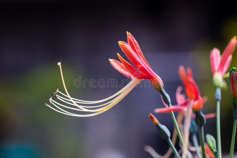 Beautiful queen lily stock photo. Image of foliage, park - 70473080