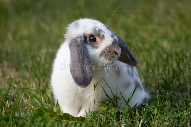 Beautiful rabbit stock photo. Image of fluffy, gift, park - 9986302