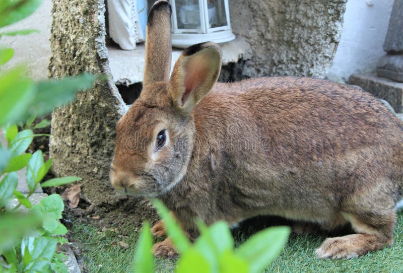 Beautiful rabbit stock image. Image of field, rabbit - 278350069