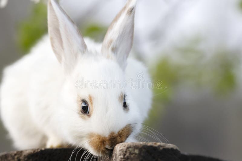 Beautiful Rabbit, Close-up and Long Eyelashes Stock Image - Image of ...