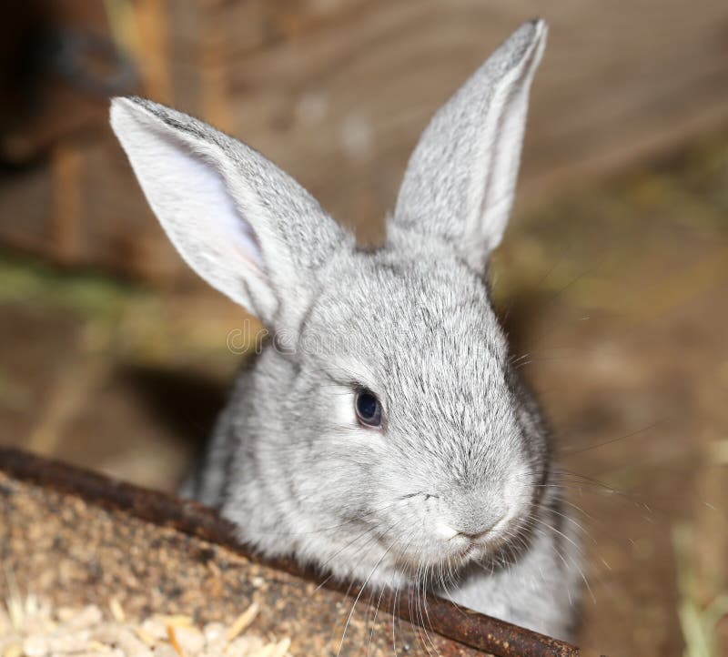 Beautiful Rabbit on the Farm Stock Photo - Image of cute, nature: 107688738