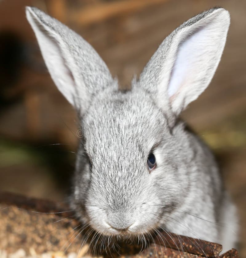 Beautiful Rabbit on the Farm Stock Photo - Image of nature, farm: 110002818