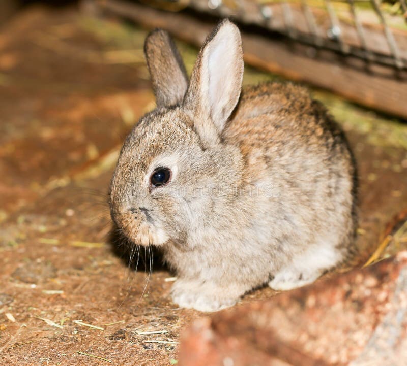 Beautiful Rabbit on the Farm Stock Photo - Image of animals, bunny ...