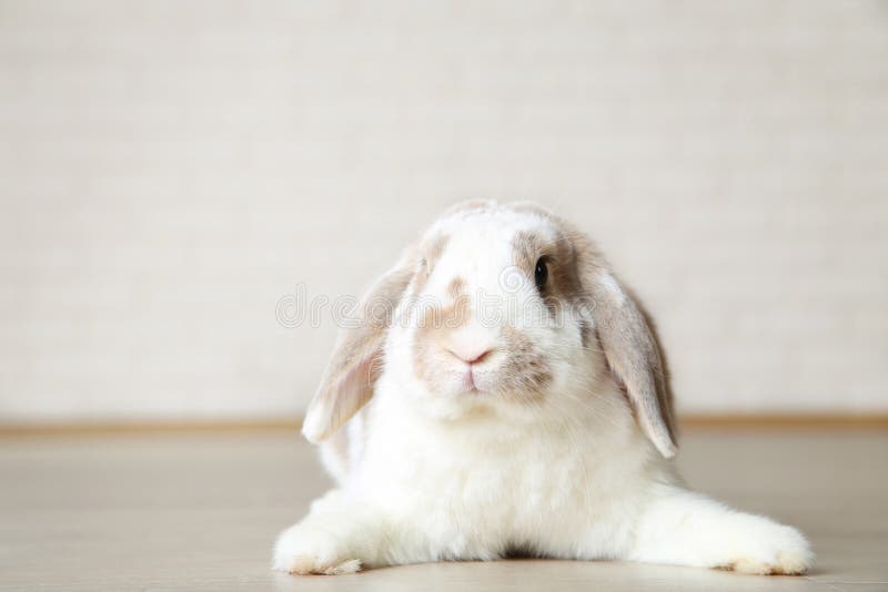 Beautiful rabbit stock photo. Image of floor, creature - 121158424