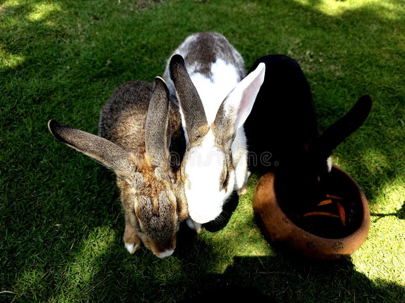 Beautiful Rabbit in the Garden Stock Photo - Image of garden, beautiful ...