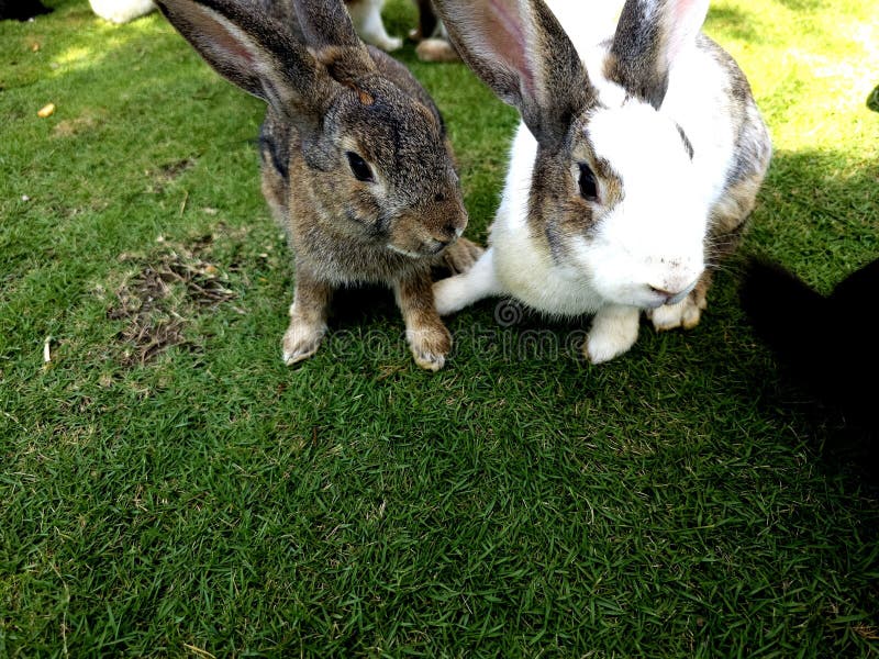 Beautiful Rabbit in the Garden Stock Photo - Image of beautiful ...