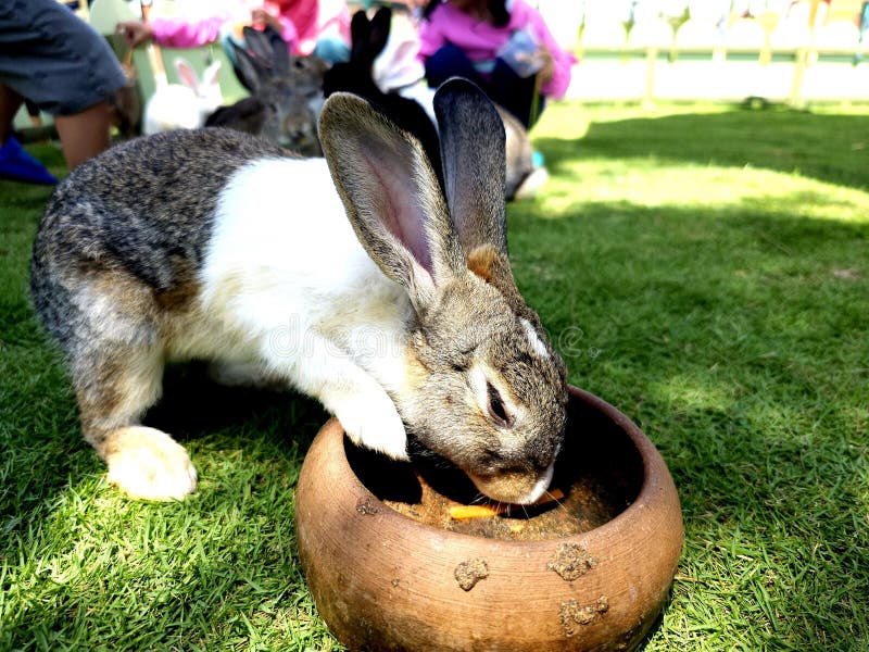 Beautiful Rabbit in the Garden Stock Photo - Image of grass, whiskers ...