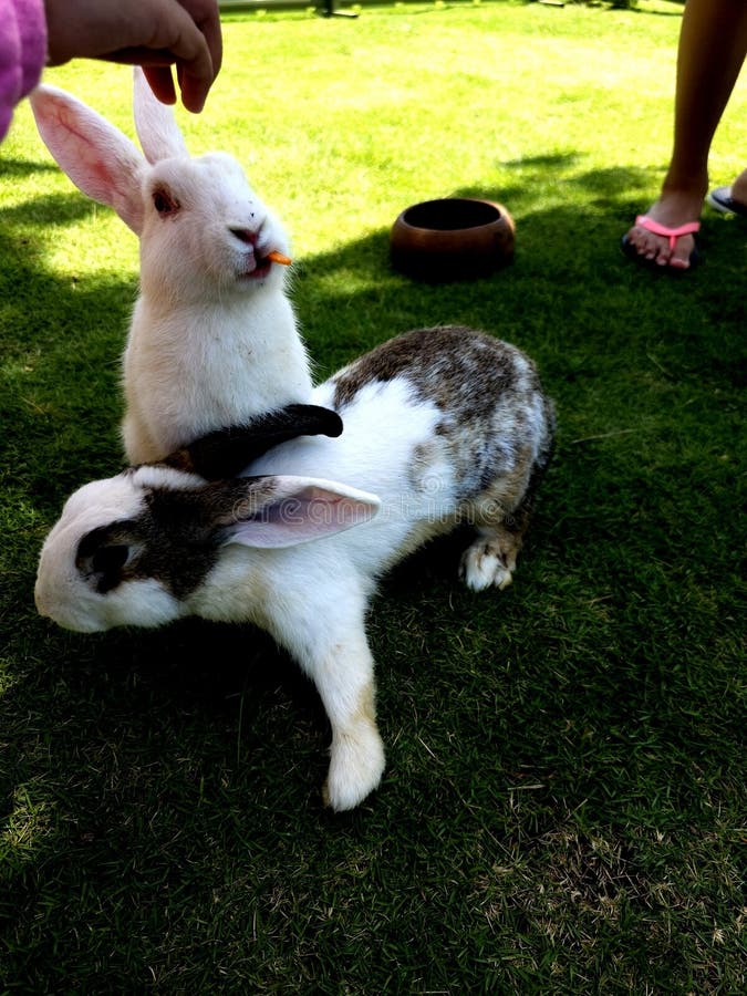 Beautiful Rabbit in the Garden Stock Photo - Image of ducks, wildlife ...