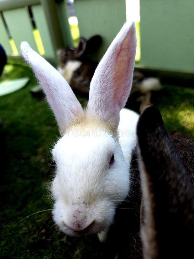 Beautiful Rabbit in the Garden Stock Photo - Image of rabbit, animal ...