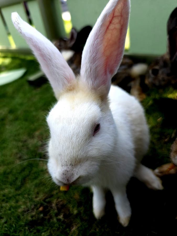 Beautiful Rabbit in the Garden Stock Image - Image of puppy, mammal ...