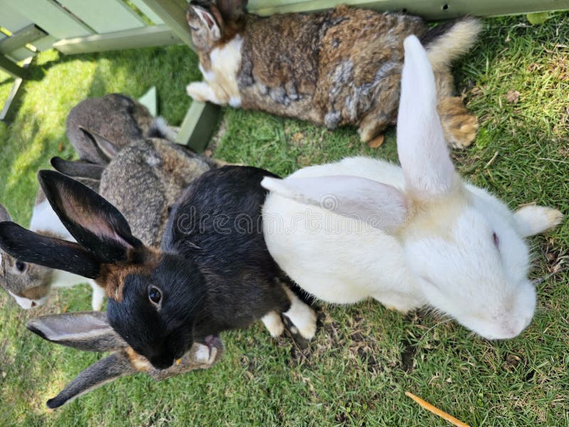 Beautiful Rabbit in the Garden Stock Image - Image of carnivore, duck ...