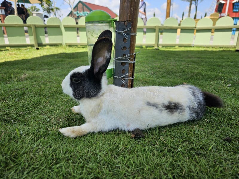 Beautiful Rabbit in the Garden Stock Photo - Image of carnivore, rabbit ...