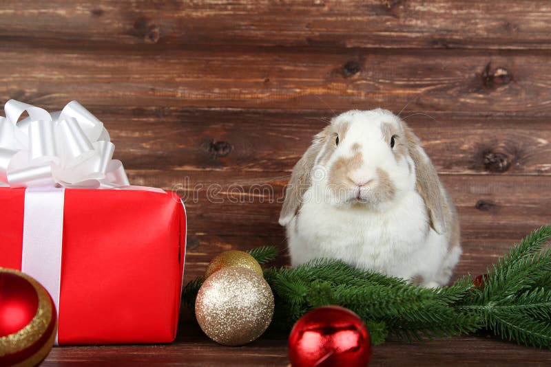 Rabbit Gift stock photo. Image of fluffy, pretty, nature - 13030558