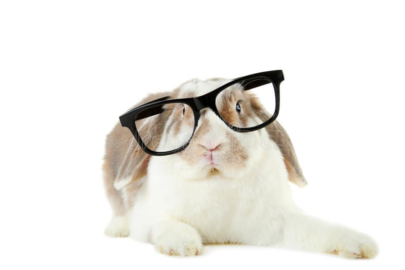 Rabbit with black glasses stock image. Image of color - 118265517