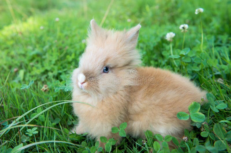 Beautiful rabbit stock image. Image of bunny, easter - 98525245