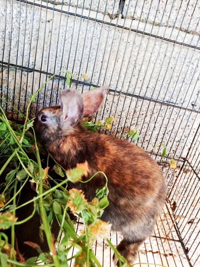 The Beautiful Rabbit with Green Grass Stock Image - Image of green ...